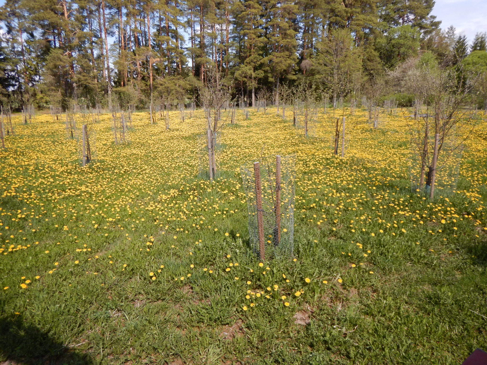 De fagra blomsterängar – Bondbloggen